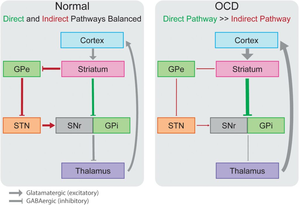 OCD Direct and Indirect Pathway (CSTC) Circut - Dr Srinivas Rajkumar MD